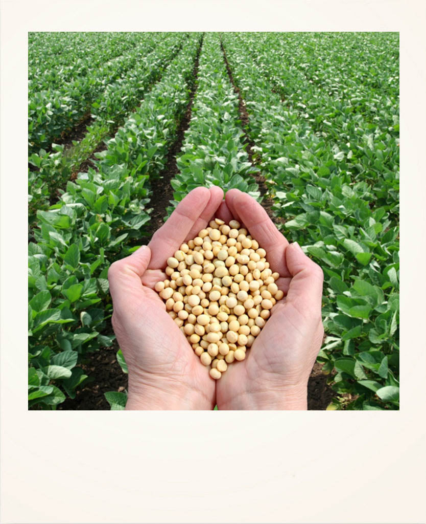 Puedo seguir consumiendo soja, ¿sí o no? – Momoc Shoes